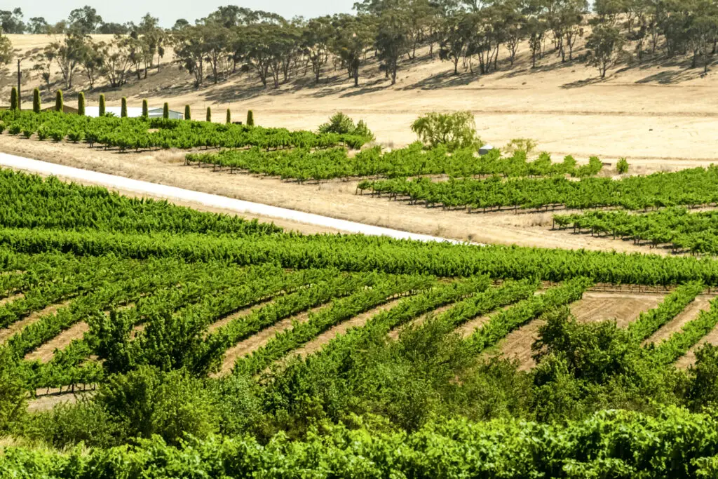 How to Spend A Weekend in the Clare Valley | Travelling Tam